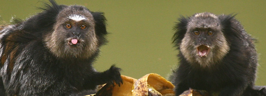 Biological and Cultural Evolution in Neotropical Primates – The UCLA ...