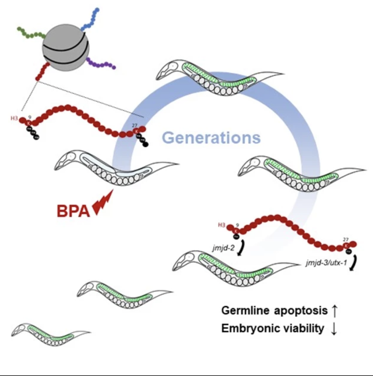 Epigenetics of Environmental Exposures – The UCLA Institute for Society ...